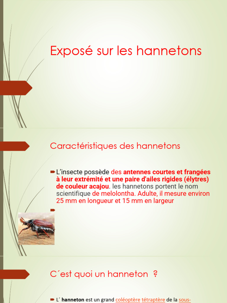 Élevage et production des hannetons | PDF | Coléoptères | Zoologie