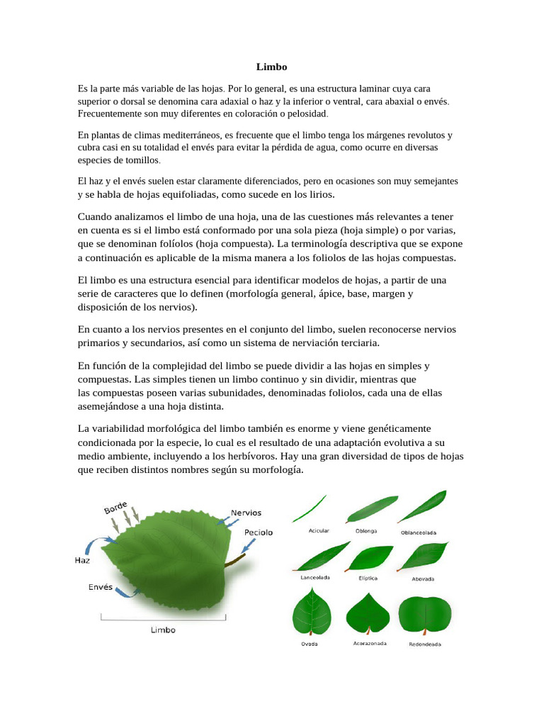Estructura y Tipos de Limbo en Hojas | PDF | Hoja | Botánica
