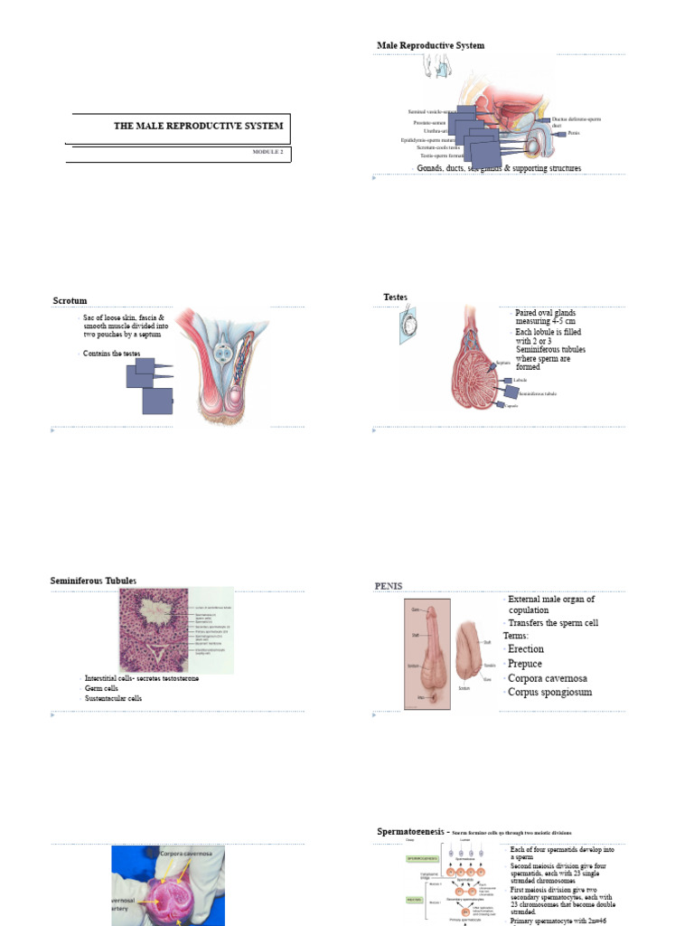Module 2 Male Reproductive System+ | PDF | Luteinizing Hormone | Testicle