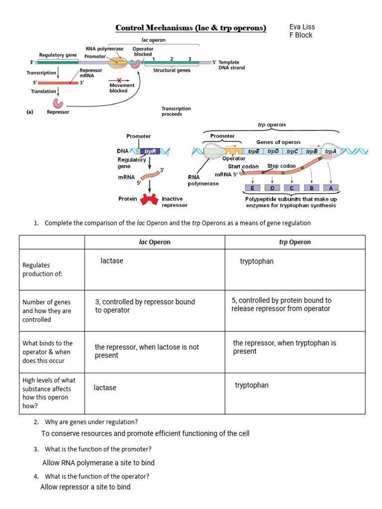 Control of Lac tr7p Operons | PDF | Operon | Repressor