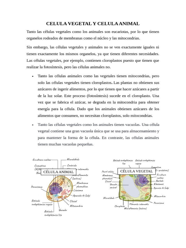 Celula Vegetal y Celula Animal | PDF