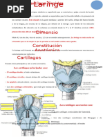 FARINGE y LARINGE - Anatomía II, Veterinaria | PDF | Laringe ...