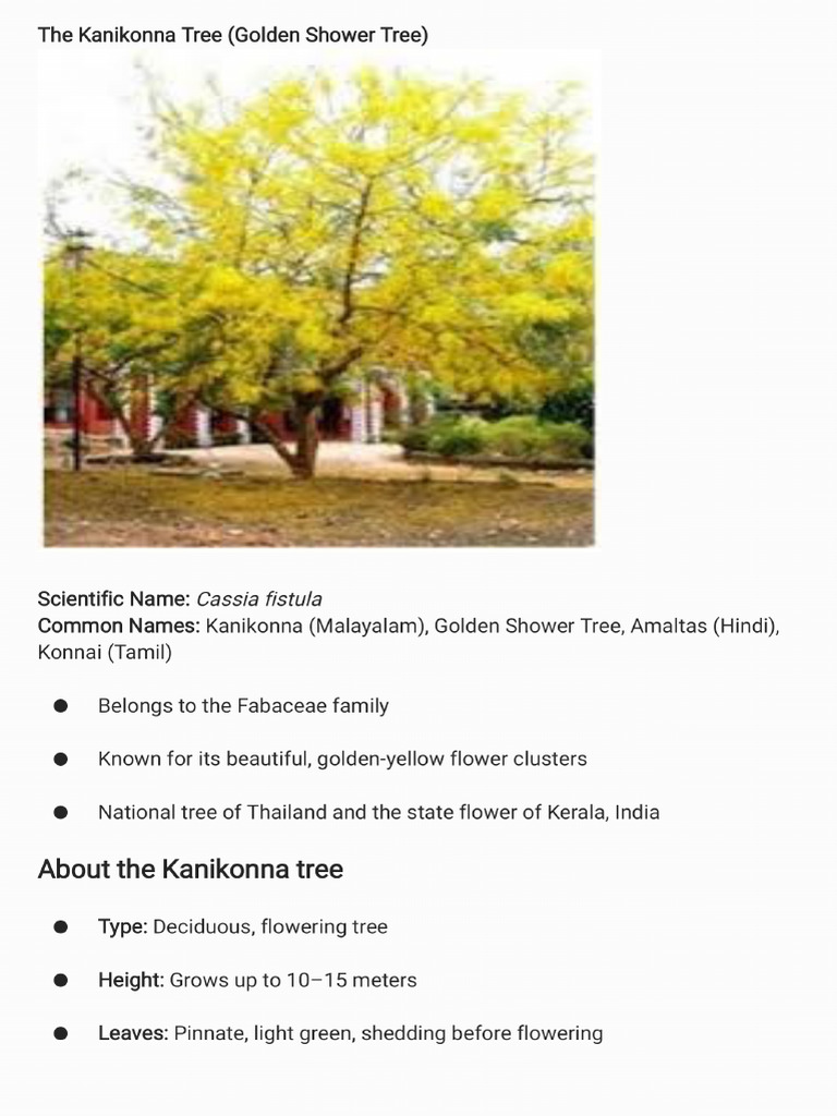 Kanikonna Tree QR Code | PDF