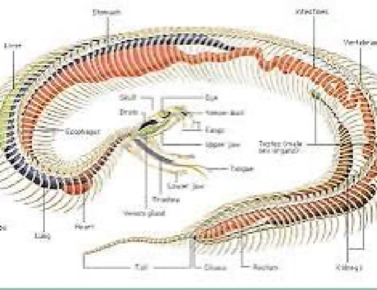 Names of The Snake Bones | PDF