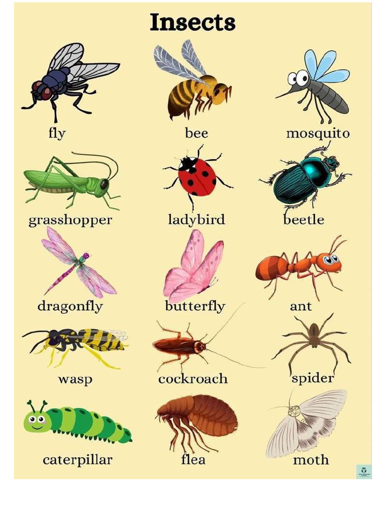 Bichos | PDF