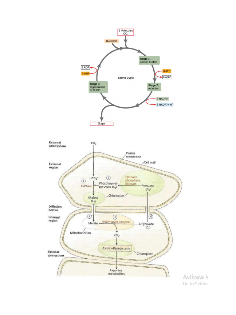 C3 and C4 Cycle | PDF