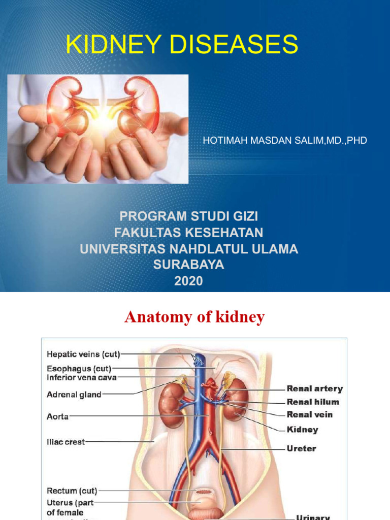 Kidney Diseases: Anatomy and Functions | PDF | Kidney | Creatinine