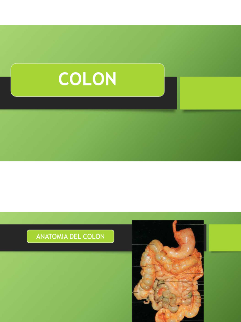Colon | PDF | Intestino grueso | Gastroenterología