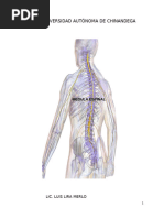 Laminas de Rexed | PDF | Materia gris | Médula espinal