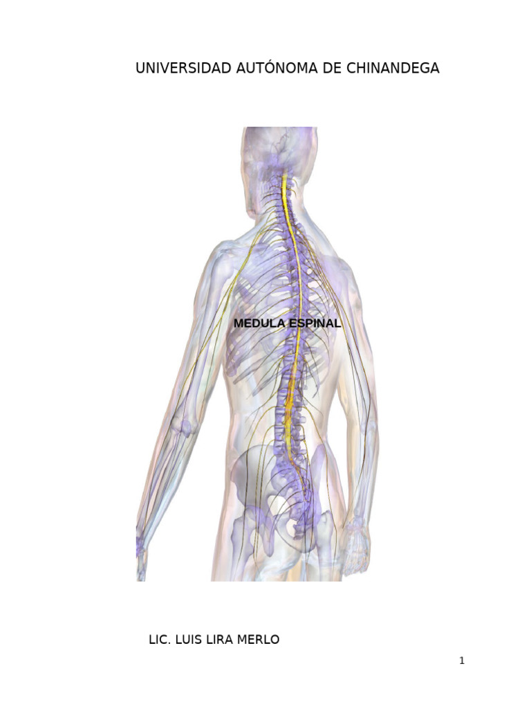 Medula Espinal | PDF | Médula espinal | Mielina