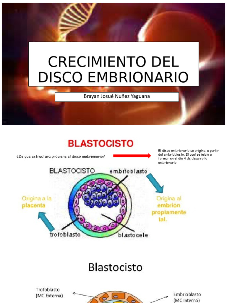 Crecimiento Del Disco Embrionario Brayan Josue Nuñez Yaguana | PDF ...