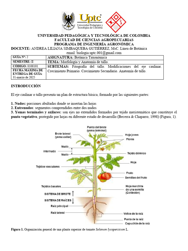 Guía - # - 3 - Morfología & Anatomía de Tallo - Marzo - 03 - 2025 | PDF ...