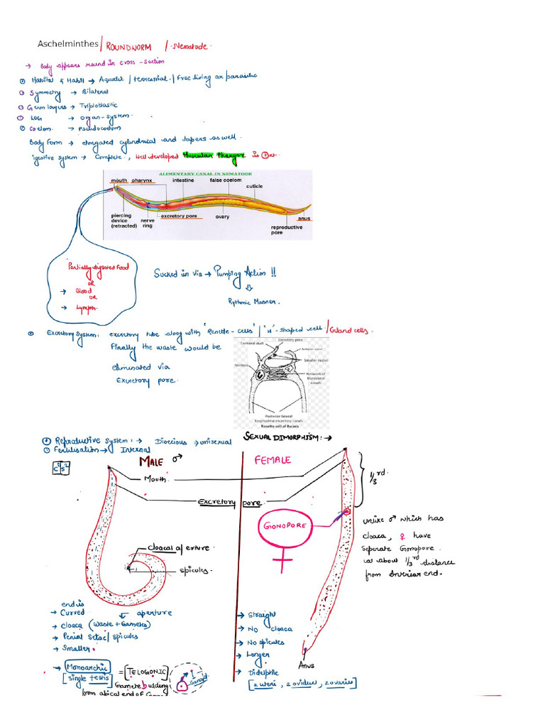 Aschelminthes | PDF