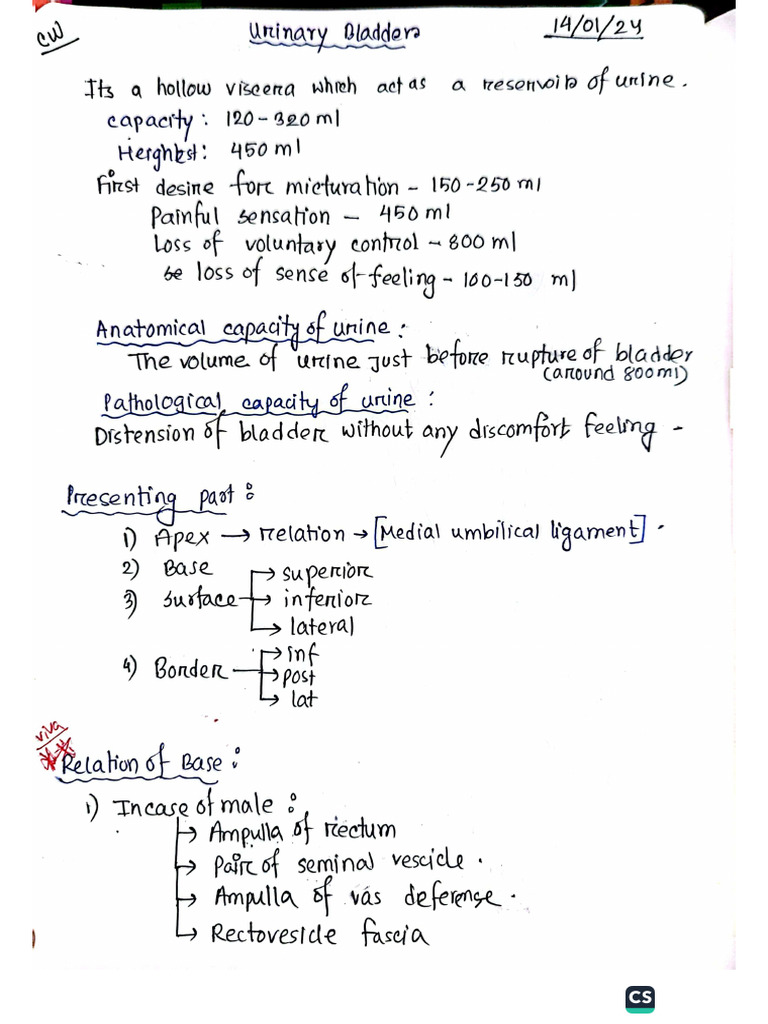 Urinary Bladder - Anatomy | PDF