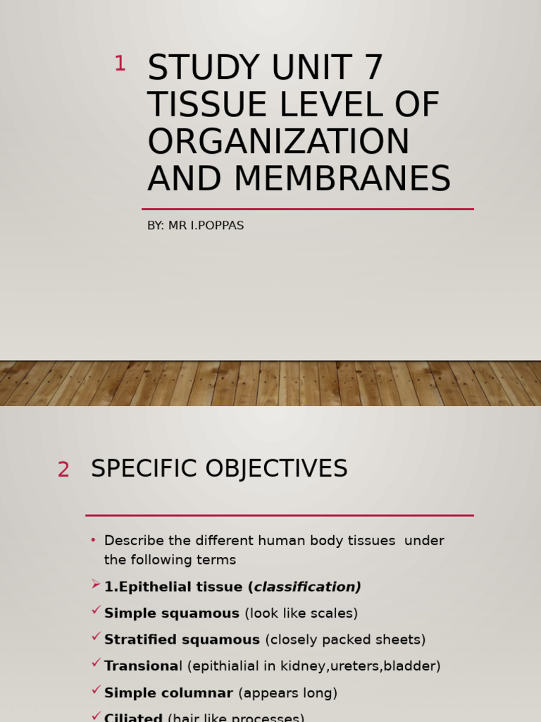 Human Tissue Types and Membranes Overview | PDF | Epithelium | Muscle
