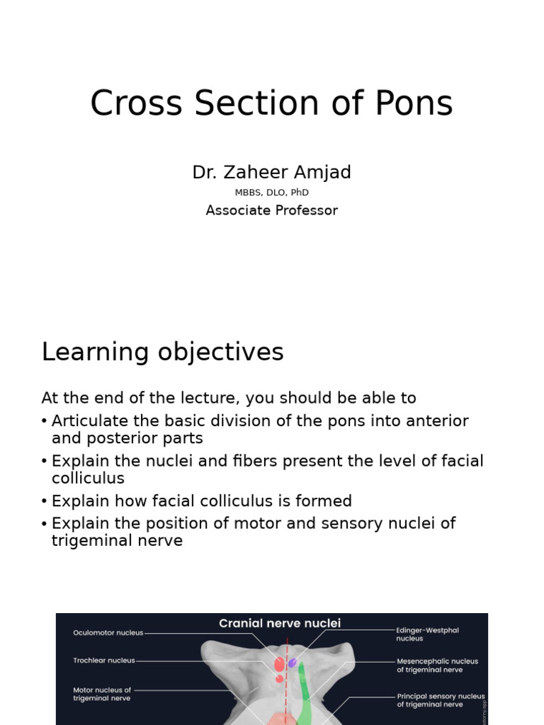 Pons Cross Section Anatomy Overview | PDF | Neuroscience | Neuroanatomy
