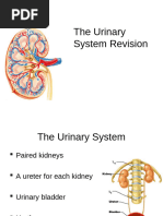 Excretory System of Frog | PDF | Kidney | Urinary System