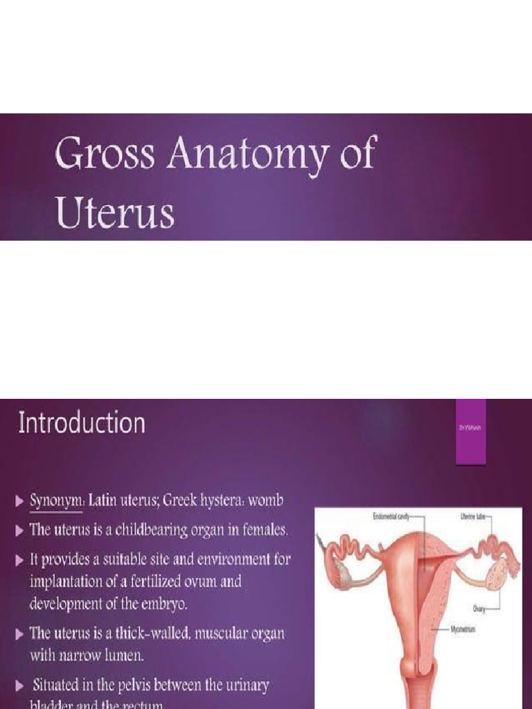Uterus | PDF