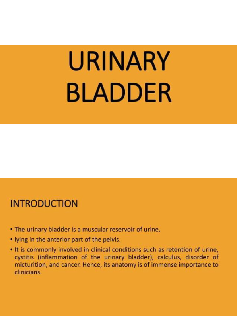 Urinary Bladder | PDF
