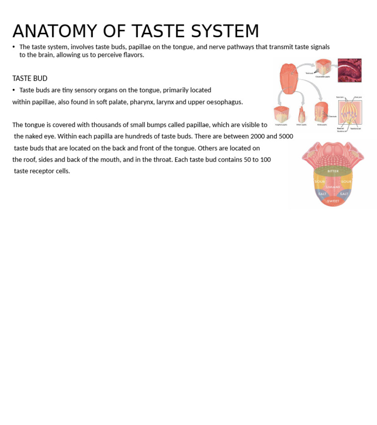 Anatomy of Taste System | PDF
