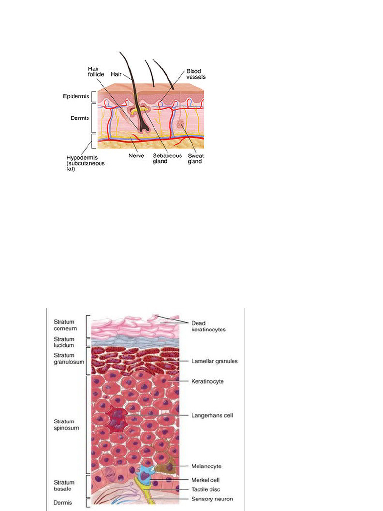 Integumentary System (Skin) | PDF