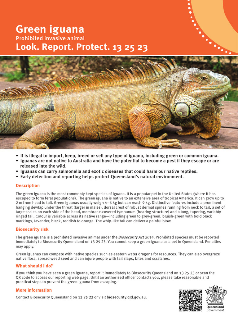 Green Iguana | PDF