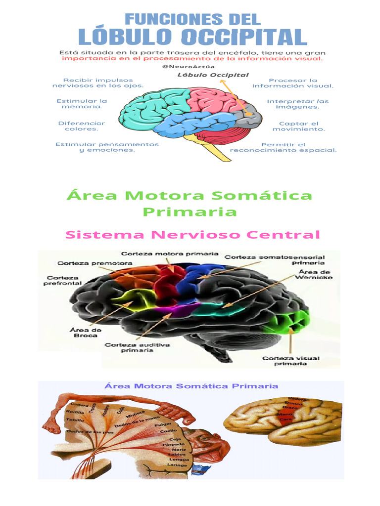 Área Motora Somática Primaria | PDF