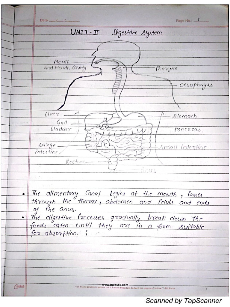Hap 2 Unit 2 Digestive System | PDF