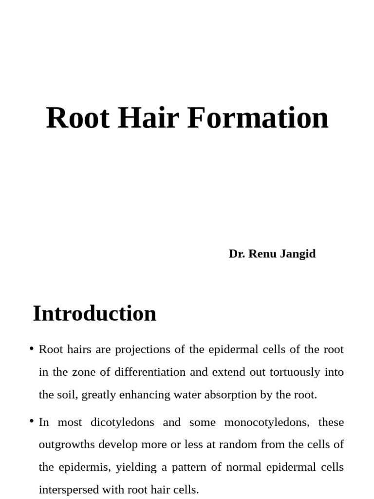 Root Hair Formation | PDF | Root | Cell Wall