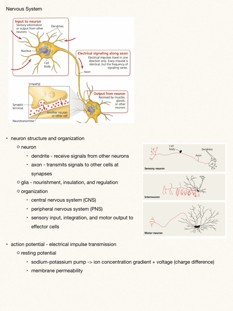 Nervous System Template Copy 2 | PDF | Inhibitory Postsynaptic ...