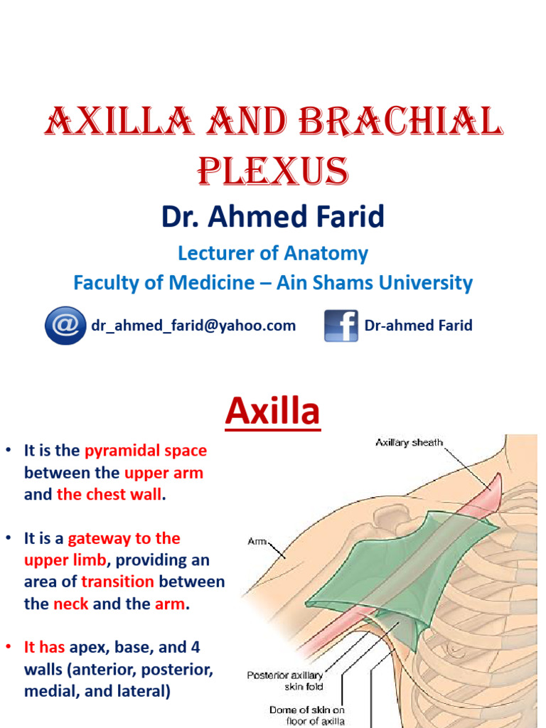 Axilla and Brachial plexus-BUC | PDF | Arm | Limbs (Anatomy)