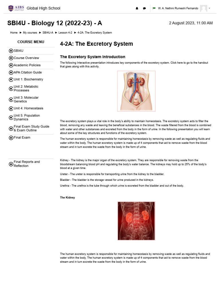 SBI4U-A - 4-2A - The Excretory System | PDF | Kidney | Animal Anatomy