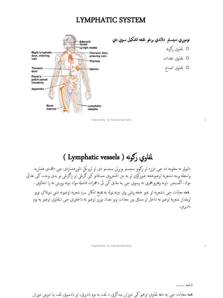 Lymphatic System7 | PDF