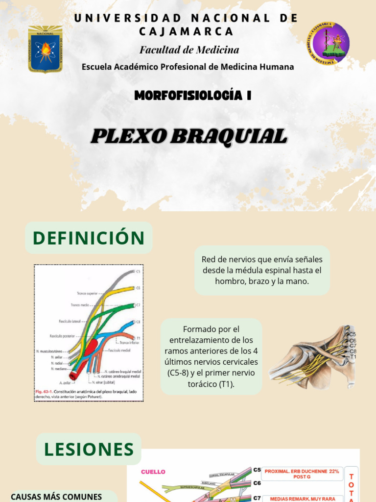 Plexo Braquial PDF | PDF | Sistema musculoesquelético | Extremidades (anatomía)