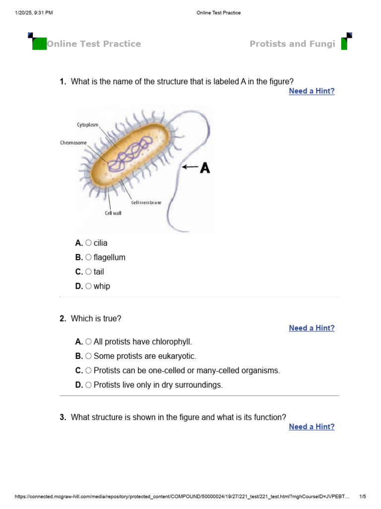 Online Test Practice Protist and Fungi 2 | PDF | Fungus | Protozoa