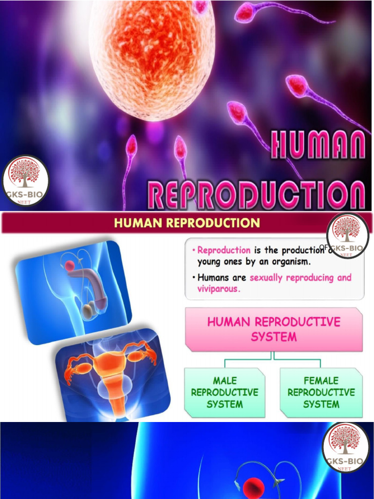 3 Human Reproduction PPT Part 1 | PDF