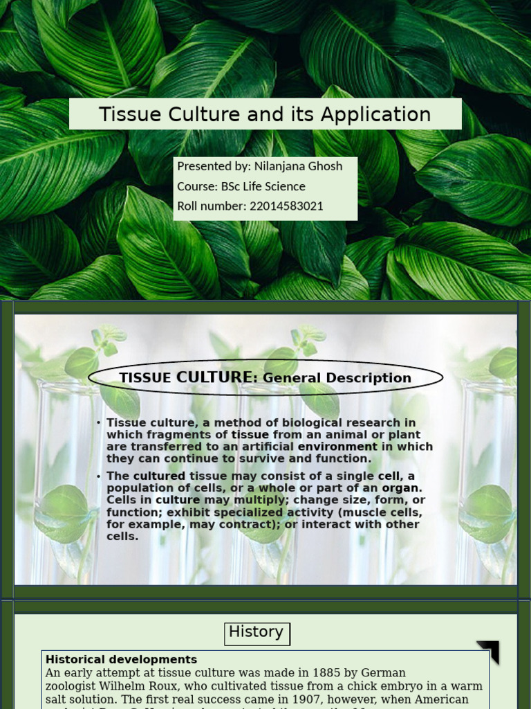 Tissue Culture Techniques Overview | PDF | Seed | Botany
