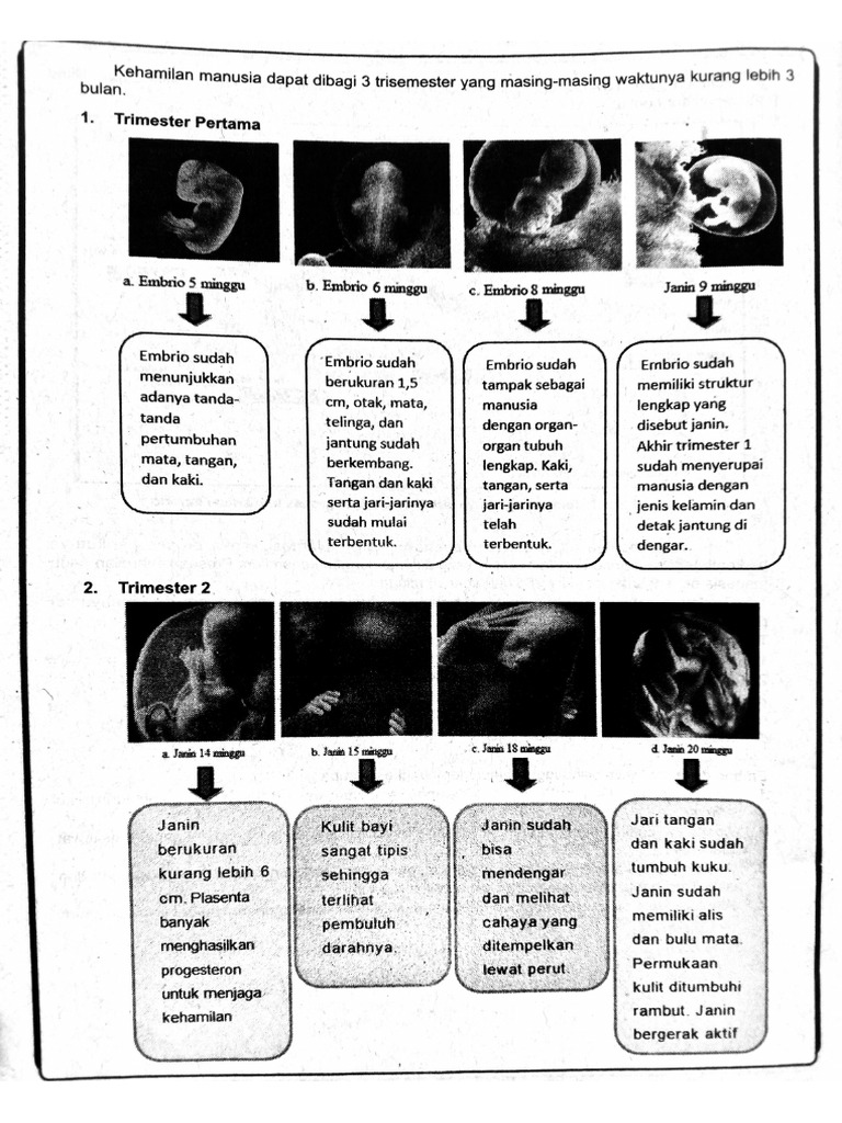 Materi Perkembangan Janin | PDF