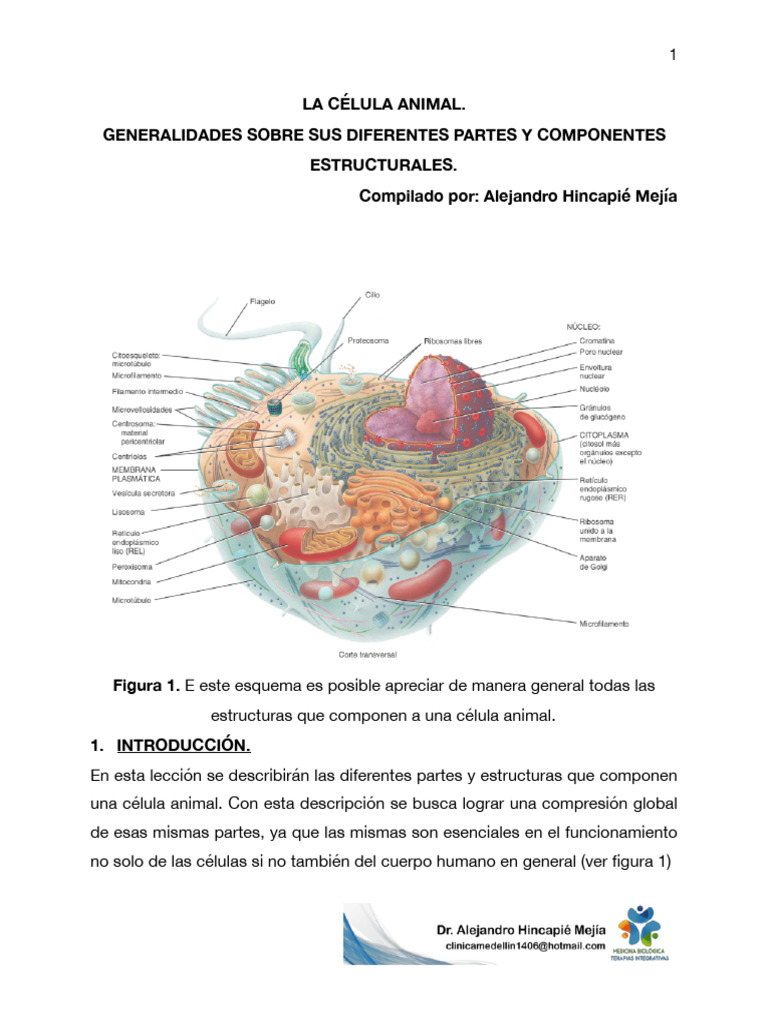 La Celula Animal. Componentes Estructurales | PDF | Biología Celular ...