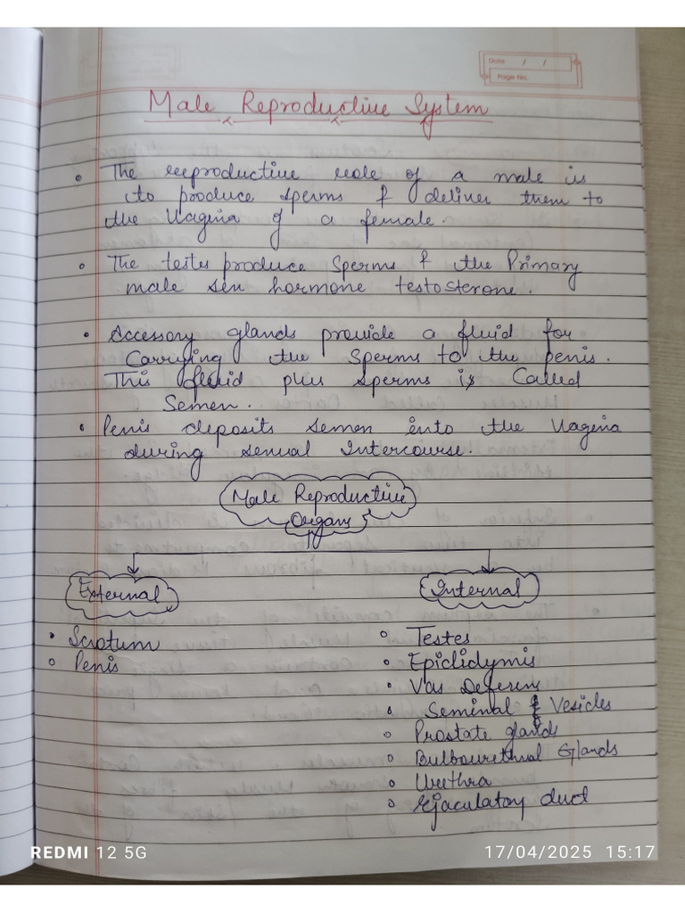 Male Reproductive System Pdf
