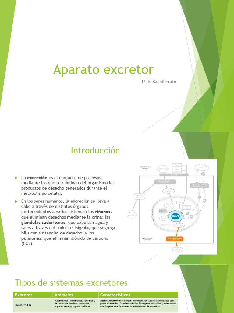 Aparato excretor enppt | PDF | Riñón | Excreción