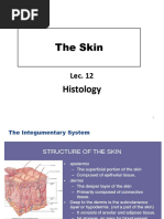 Skin Layers Diagram for Students | PDF
