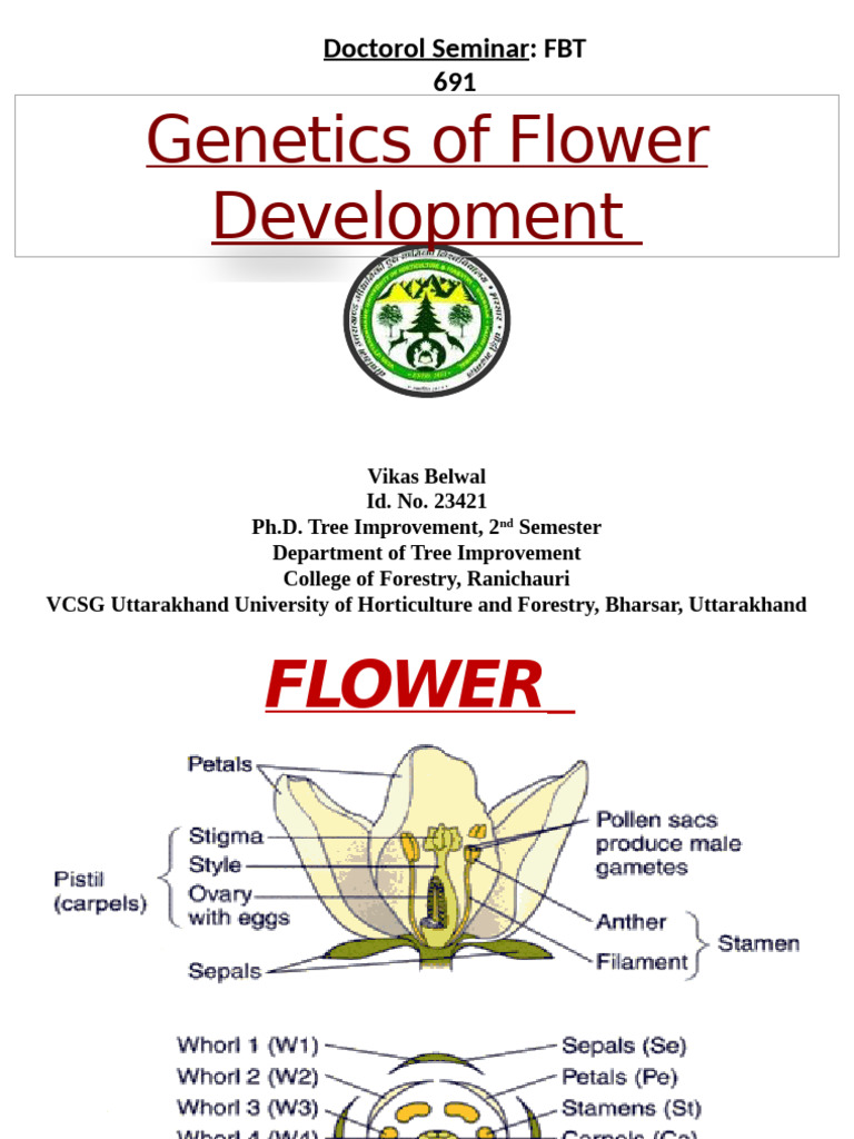 Genetics of Flower Dev. (Seminar) | PDF | Arabidopsis Thaliana | Flowers