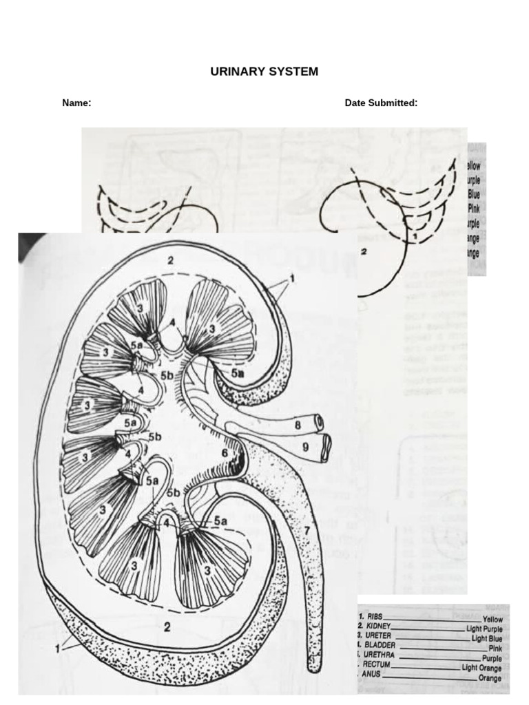 Anaphy-3 0 | PDF