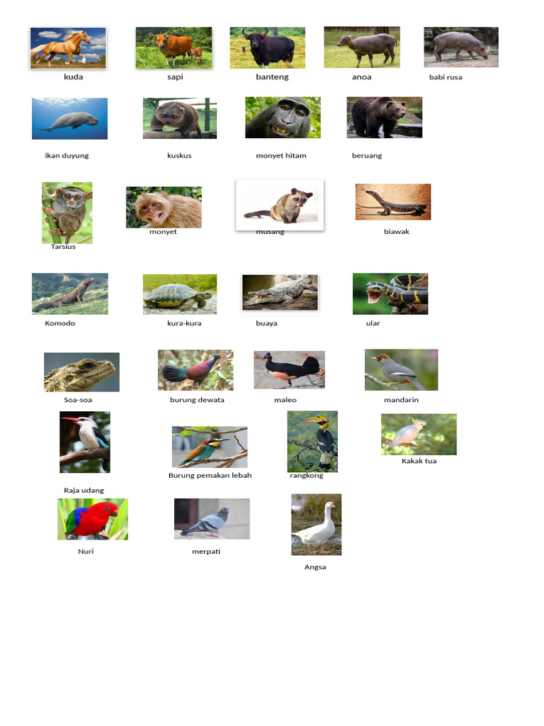 Informasi tentang Babi Rusa | PDF