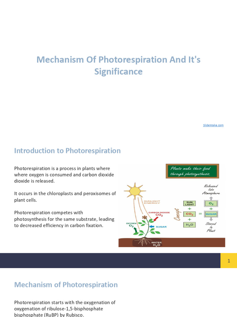Significance of Photorespiration in Plants | PDF | Biology | Biochemistry