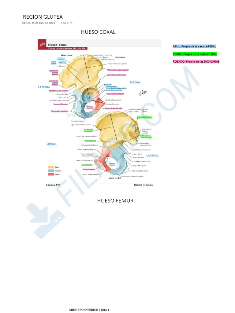Region Glutea Mmi 2 | PDF | Anatomía del miembro inferior | Sistema ...