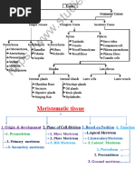 Dicot Embryo Development Stages | PDF | Embryo | Branches Of Botany
