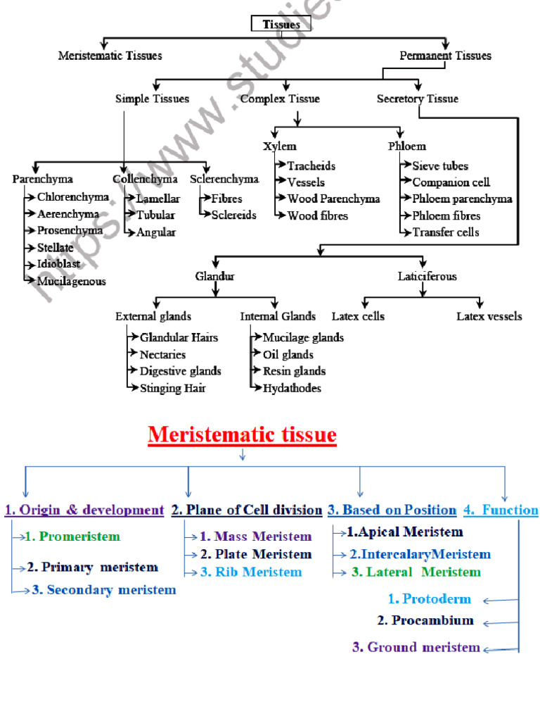 Secretory (Special) Tissue 3 | PDF | Tissue (Biology) | Plant Stem