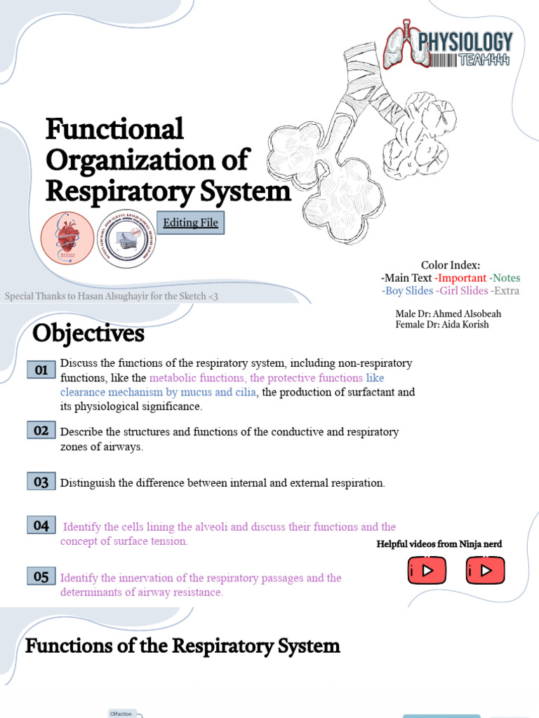 L1) Functional Organization of Respiratory System | PDF | Lung ...